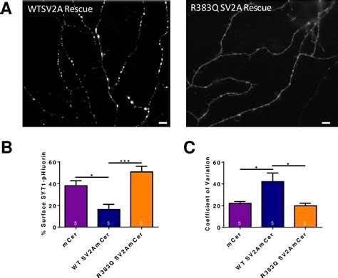 Figure 1 2 From Synaptic Vesicle Protein 2a Dependent Function And Dysfunction At The Presynapse