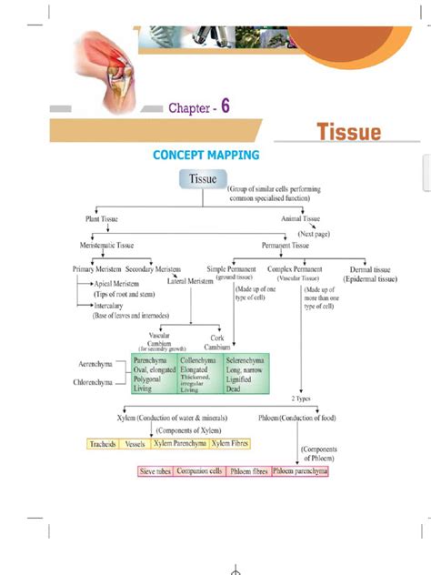 Ix Tissues Notes Pdf