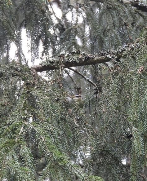 Common Firecrest From Докшицкий район Витебская область Беларусь On May 15 2025 At 06 35 Pm