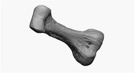 Proximal Phalanx Bone Index 3d Turbosquid 1542833