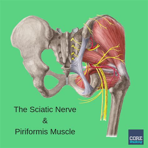 Sciatic Nerve Muscle Innervation