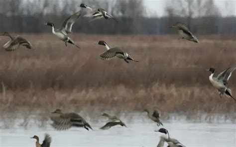 Weather Drought Impact Waterfowl Migration Press Register