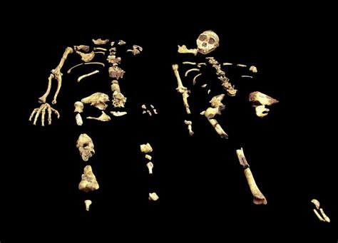 Australopithecus Sediba Skeleton