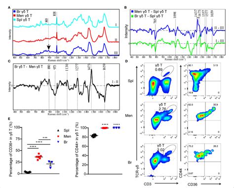 The Components And Functional State Of Gd T Cells Are Analyzed By Raman