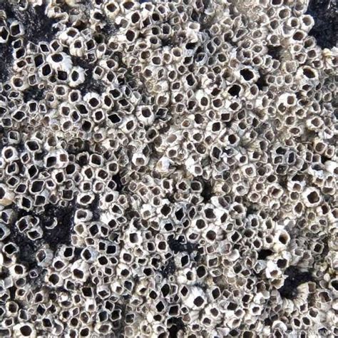 Trypophobia Hội Chứng Khiến Con Người Sợ Những Cái Lỗ Kênh Sinh Viên