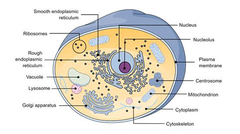 Animal Cell Structure Infographic Templates
