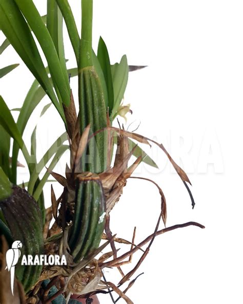Orchidee Maxillaria Marginata Araflora