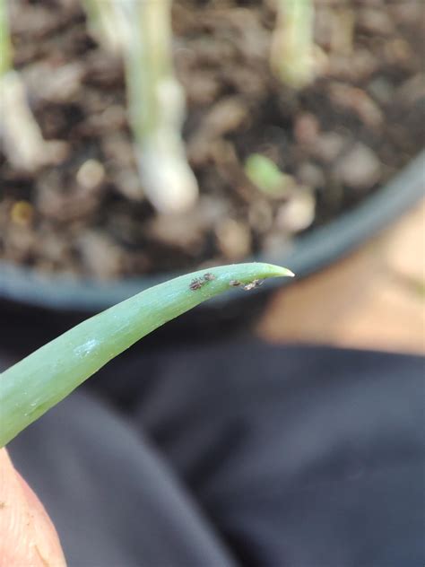 Help What Infestation Is This Scrolller