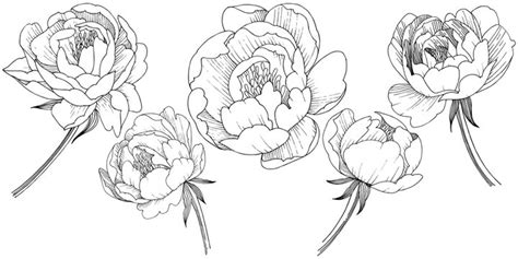 Peony Flower Drawing