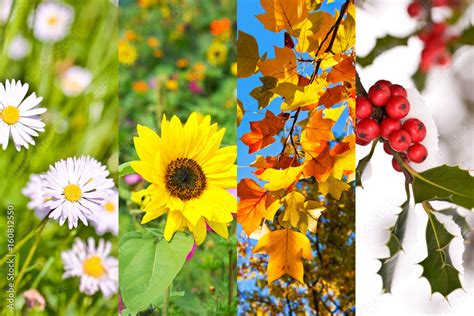 Four Seasons Flowers Best Flower Site