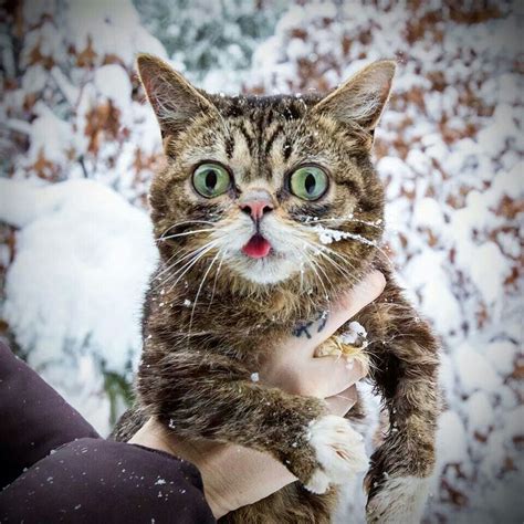 36 Pieces Of Lil Bub Art That Will Brighten Your Day Artofit