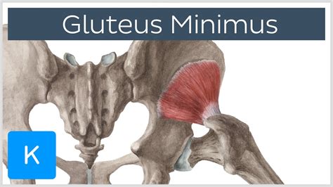 M Gluteus Minimus Captions Trend Today