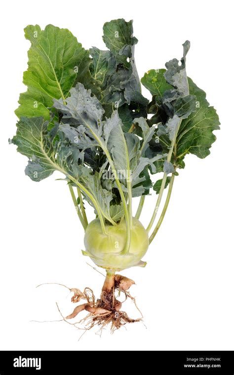 How To Plant A Cabbage Root At Loren Griffith Blog