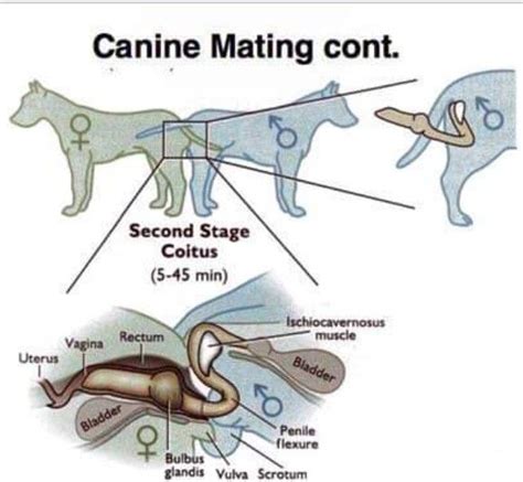 Bocetos Oficial Axel
