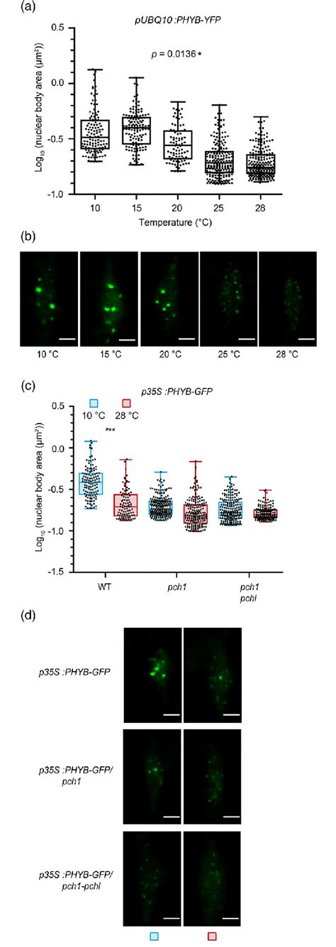 Nighttime Phytochrome B Phyb Nuclear Body Responses To Temperature