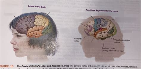 Cerebral Cortexs Lobes And Association Areas Diagram Quizlet