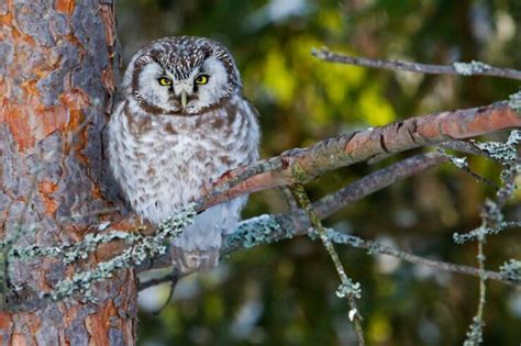 15 Owls In Washington With Pictures Avibirds