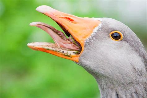 Birds Teeth Fact Or Fiction Nature Roamer