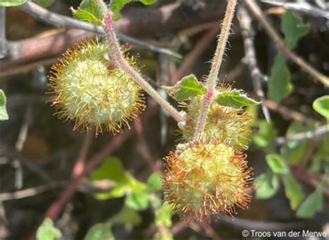 Cyathula Natalensis Plantzafrica