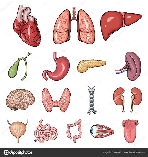 Dibujos Dibujo Cuerpo Humano Organos Órganos Humanos Dibujos