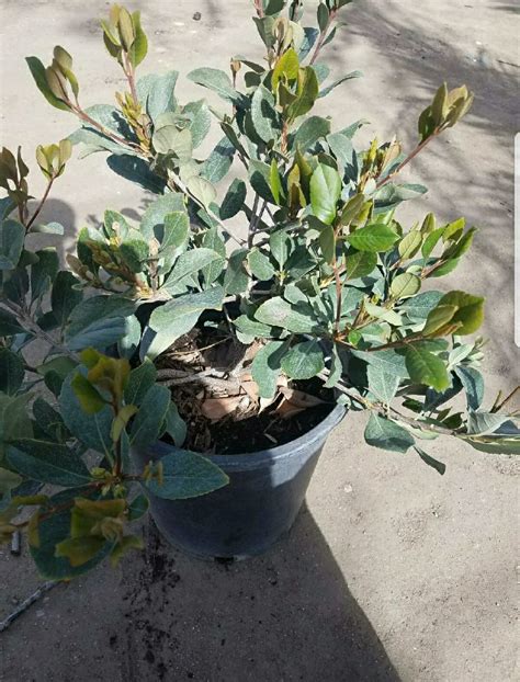 Buy Rhaphiolepis Indica Pink Lady Pink Lady Indian Hawthorn
