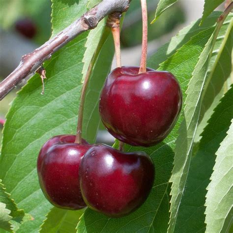 Obstbaum Kirsche Regina Biologische Kirschbäume
