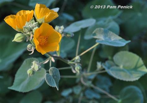 Plant This Indian Mallow Digging California Native Plants Plants