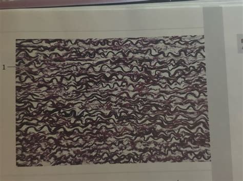 Different Tissues Under Microscope Flashcards Quizlet