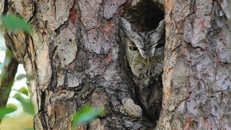 Through The Lens Eastern Screech Owl Camouflage Youtube
