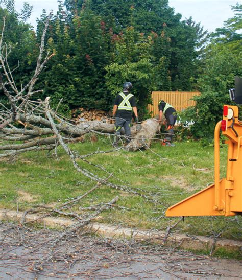 Tree Removal Tree Service Arbo Mtl
