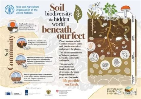 世界土壤日：保持土壤生命力，保护土壤生物多样性？腾讯新闻
