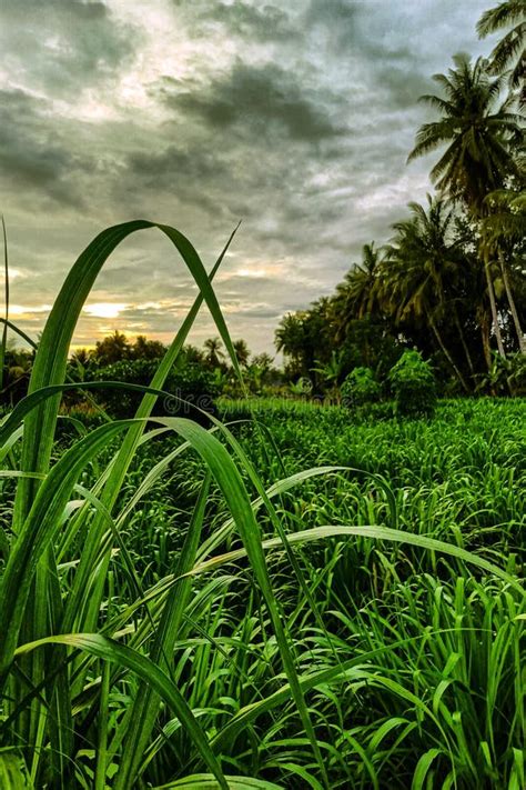 A Type Of Grass For Cattle Food On Lombok Island Stock Image Image Of