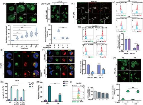 V8 Induced Lysosomal Membrane Damage And Permeabilization Promoting
