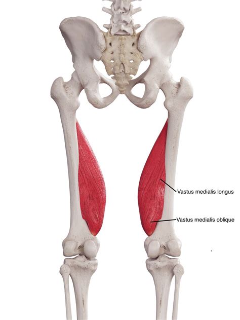 Effective Quadriceps Training In Patellofemoral Pain Physiopedia