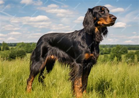 Premium Ai Image A Gordon Setter Standing Proudly In A Lush Green