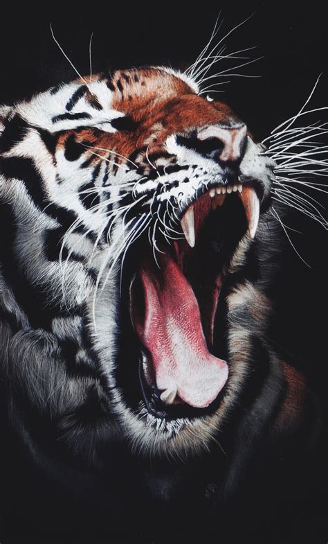 Tiger Roar Wallpaper Hd