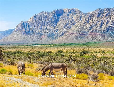 Mojave Attractions