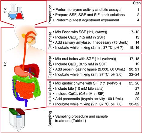 Flow Diagram Of The Infogest 20 Digestion Method Timing And Flow