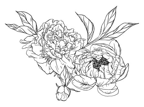 Croquis De Composition De Pivoines Illustration Dessinée à La Main De Feuilles Et De Bourgeons