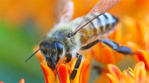 Bee Careful Killer Bees Buzzing Around Florida Home Fox News