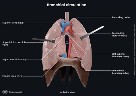 Lungs Anatomyapp