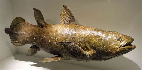 Coelacanth The Living Fossil