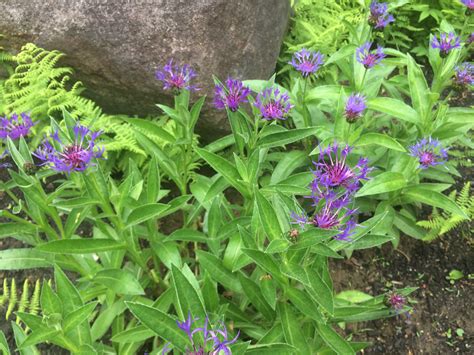 Are Bachelor Buttons Annuals Or Perennials At Jerry Fagan Blog