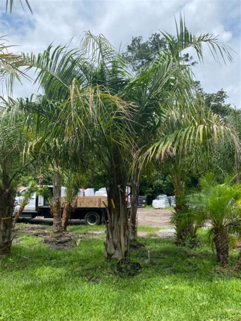 Mule Palm Liberty Landscape Supply