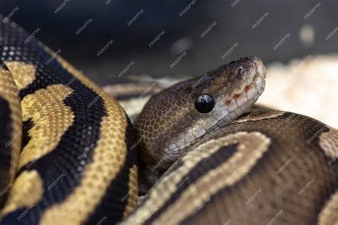 Cerrar La Serpiente Python Ball Una Especie De Animal De Compañía