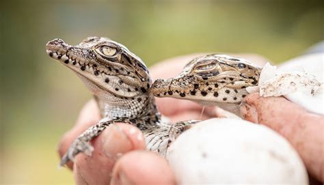 First Of Its Kind Study Definitively Shows That Conservation Actions