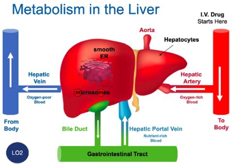 Drug Metabolism Flashcards Quizlet