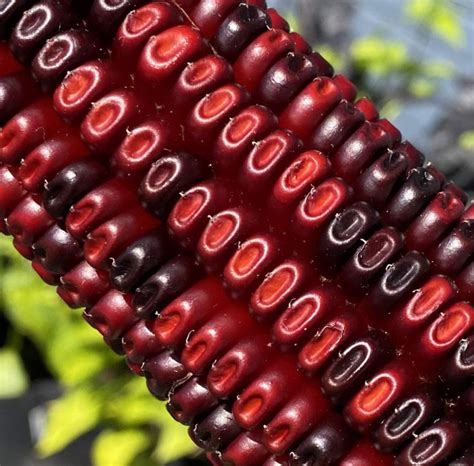People Saved This Jimmy Red Corn From Extinction And Now Its Used To