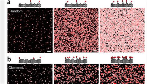 Cluster Discrimination