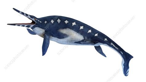 Shonisaurus Ichthyosaur Illustration Stock Image F037 8356